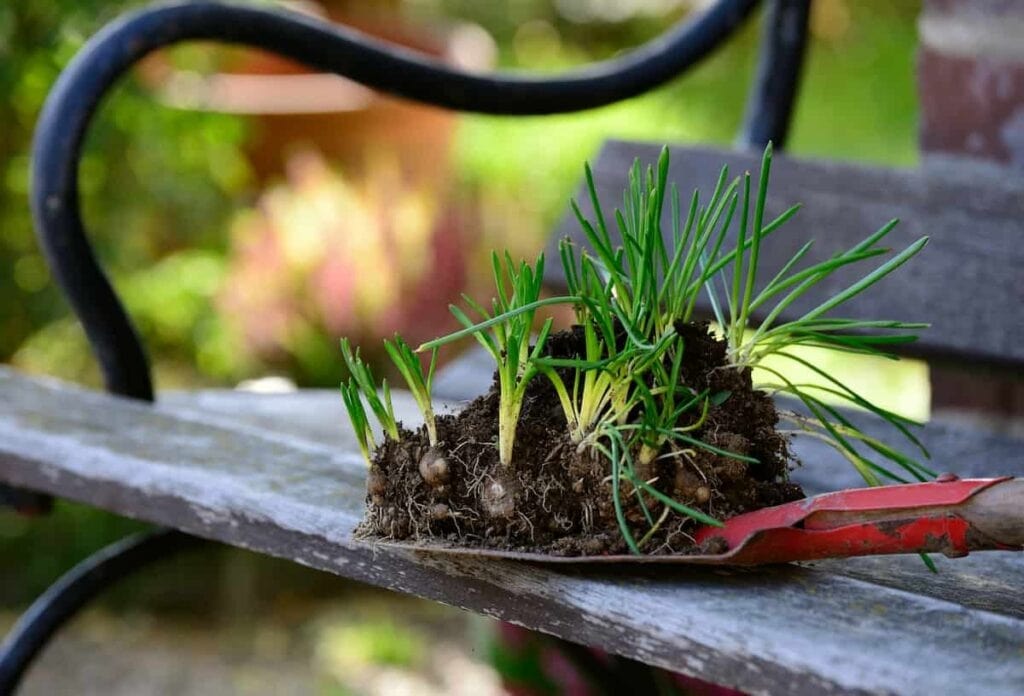 Best Soil for Vertical Garden in India (DIY + Brands)